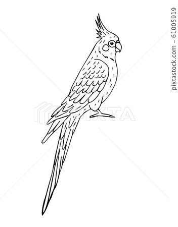 Vector hand drawn doodle corella cockatiel parrot - Stock Illustration ...