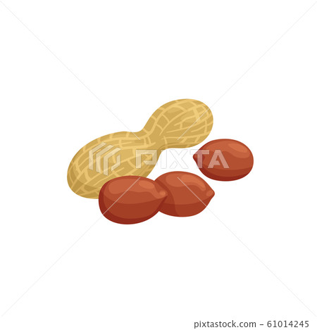 Goober nut, groundnut or peanut isolated legume - Stock Illustration ...
