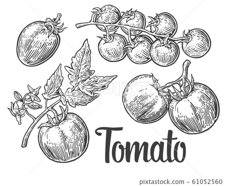 Set of hand drawn tomatoes isolated on white - Stock Illustration ...
