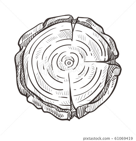 Wood trunk section, tree age circles, forest stump - Stock Illustration ...