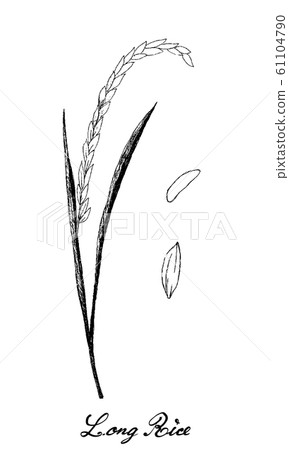 Hand Drawn of Jasmine Rice or Long Rice - Stock Illustration [61104790 ...