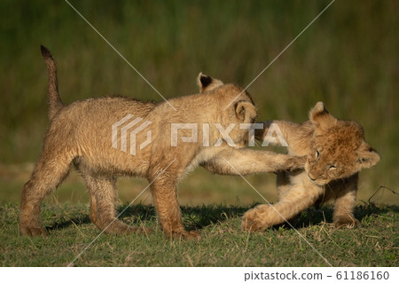 Lion cub swipes another with left paw - Stock Photo [61186160] - PIXTA