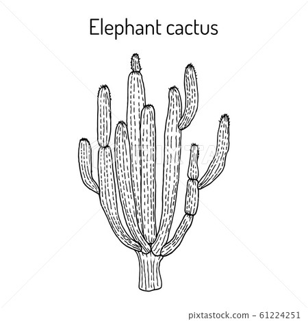 Elephant cactus Pachycereus pringlei ,... - Stock Illustration ...