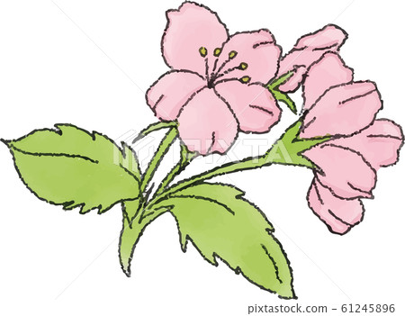 Sakura Parts Watercolor - Stock Illustration [61245896] - PIXTA