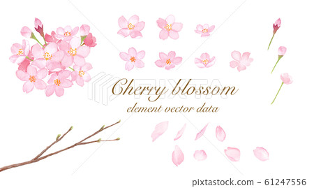 Sakura elements set watercolor illustration... - Stock Illustration ...