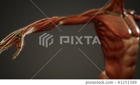 Muscular System of human body animation - Stock Illustration [61251389 ...