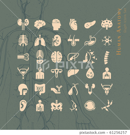 Set of vector icons of internal human organs in a - Stock Illustration ...