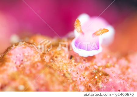 Nuushi - Stock Photo [61400670] - PIXTA