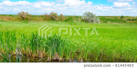 Bulrush and cattail marsh in the lake. Wide photo. - Stock Photo ...