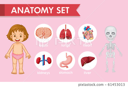Scientific medical illustration of human anatomy - Stock Illustration ...