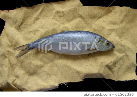 Herring baltic fish lies on burlap fabric - Stock Illustration ...