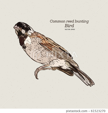 The common reed bunting Bird, hand draw sketch - Stock Illustration ...