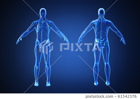 3d rendering of a human body with highlighted... - Stock Illustration ...