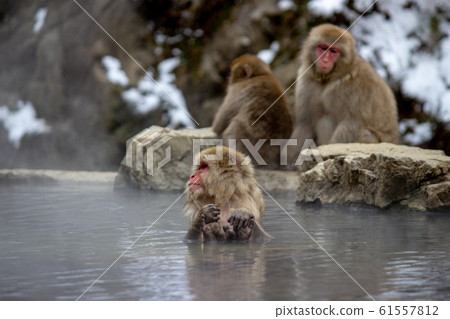 Hot spring monkey - Stock Photo [61557812] - PIXTA