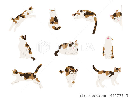 Calico cat illustration set - Stock Illustration [61577745] - PIXTA