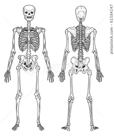 Human Backbone Structure