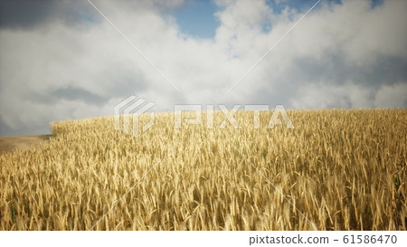 Ripe yellow rye field under beautiful summer - Stock Illustration ...