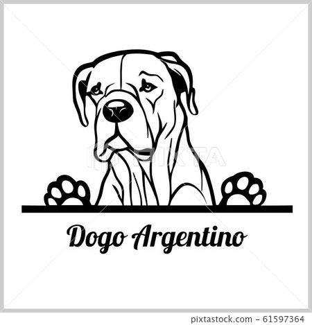 dog head, Dogo Argentino breed, black and white... - Stock Illustration ...