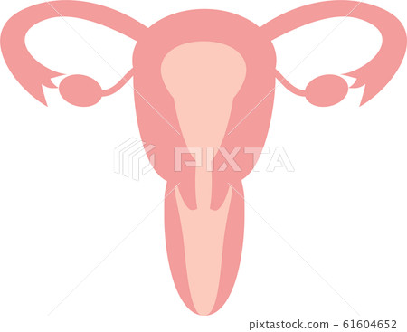 Simple uterus illustration internal organs... - Stock Illustration ...