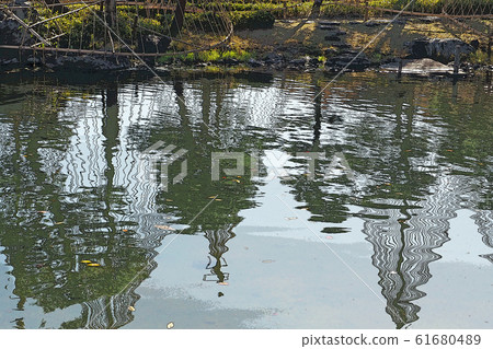 Swan Garden Point View - Stock Illustration [61680489] - PIXTA