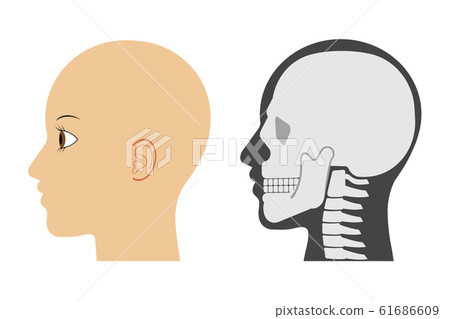 Human profile and skull - Stock Illustration [61686609] - PIXTA
