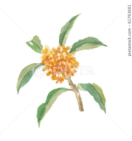 Osmanthus osmanthus - Stock Illustration [61763681] - PIXTA