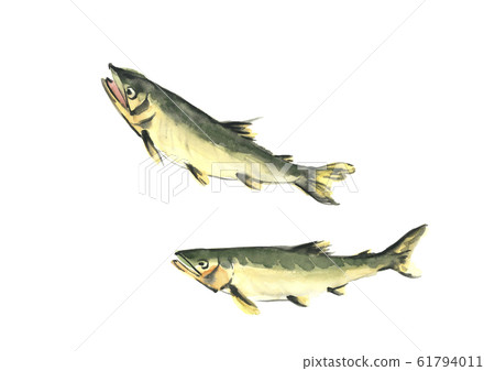 Swimming sweetfish watercolor ayu fish - Stock Illustration [61794011 ...