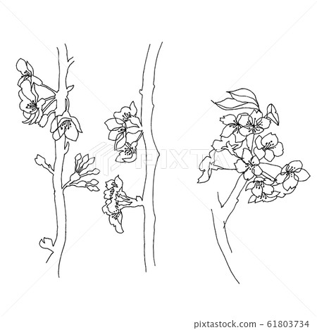 Line drawing Sakura - Stock Illustration [61803734] - PIXTA