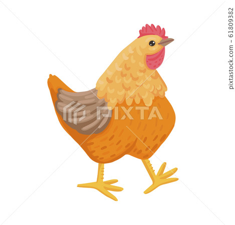 Chicken walks. Character on a white background.... - Stock Illustration ...