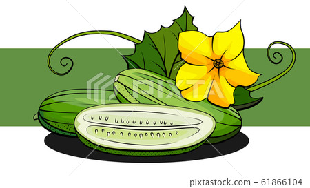 Vector illustration of cucumbers with halves on... - Stock Illustration ...