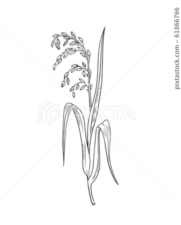 Rice plant botanical illustration sketch - Stock Illustration [61866766 ...
