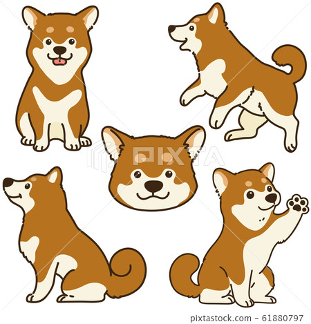 Shiba Inu Set of Various Poses - Stock Illustration [61880797] - PIXTA