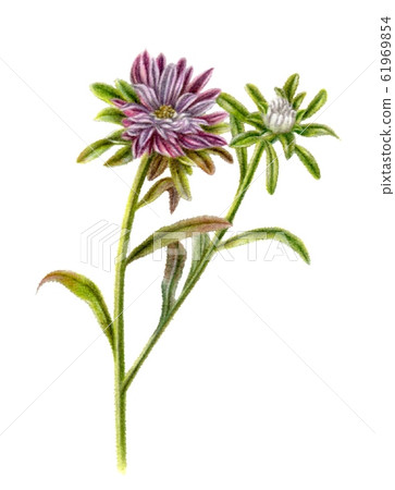 Princess aster - Stock Illustration [61969854] - PIXTA