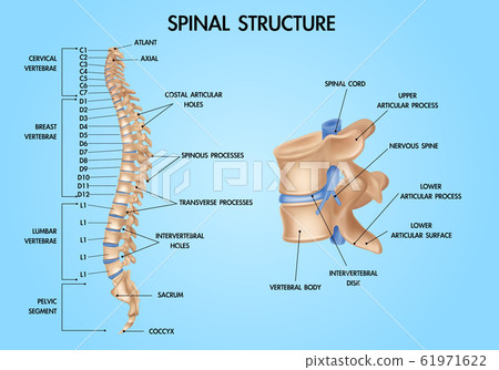 Spine Anatomy Realistic Chart - Stock Illustration [61971622] - PIXTA