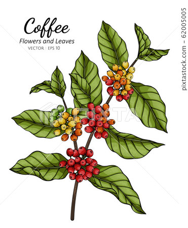 Coffee flower and leaf drawing illustration - Stock Illustration ...