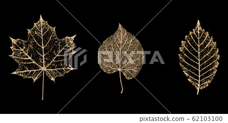 Set of gold skeleton leaves on black background - Stock Illustration ...