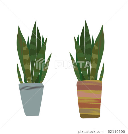 Sansuveria Tranoo tiger's tail foliage plant D - Stock Illustration ...
