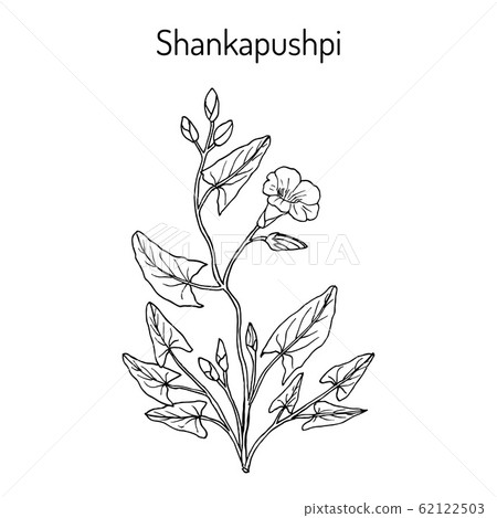 Shankapushpi Convolvulus prostratus , medicinal... - Stock Illustration ...