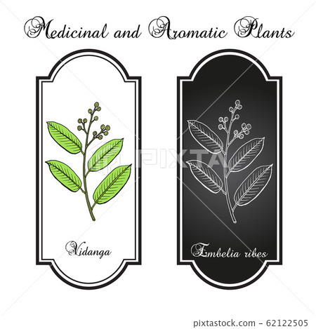 Vidanga embelia ribes , medicinal plant - Stock Illustration [62122505 ...