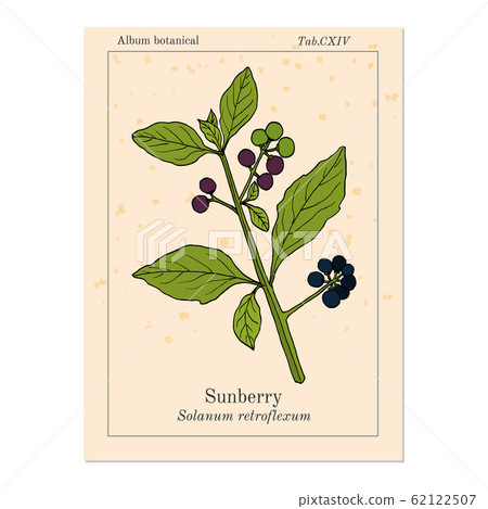Wonderberry or sunberry Solanum retroflexum ,... - Stock Illustration ...