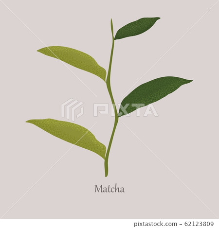 Green fresh leaves of a match plant on a gray... - Stock Illustration ...