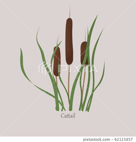 Cattail, bulrush marsh grass, swamp cane with... - Stock Illustration ...