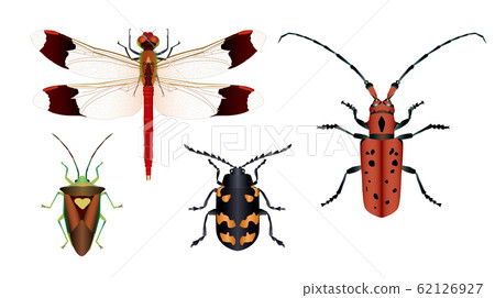Miyama Akane, Esakimon Kitsushikamushi, Itamiri... - Stock Illustration ...