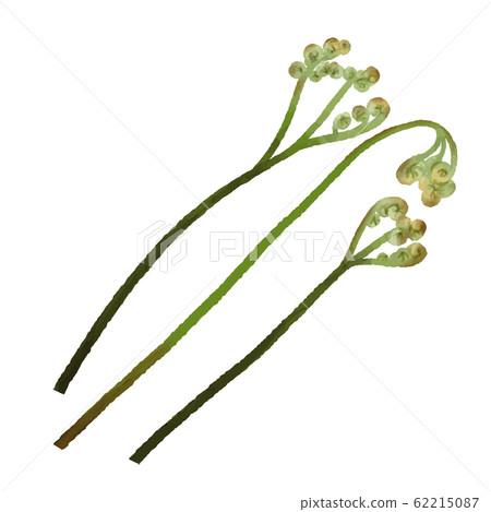 The taste of spring: bracken - Stock Illustration [62215087] - PIXTA