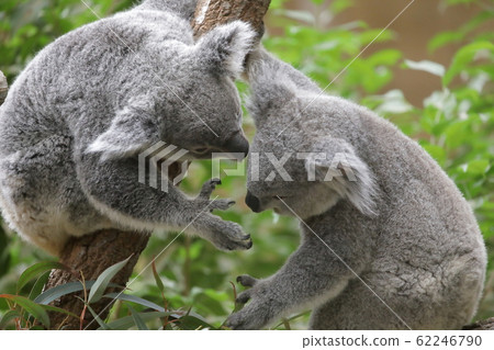 Koala Bears Fighting