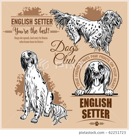 English Setter - vector set for t-shirt, logo... - Stock Illustration ...