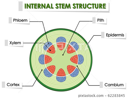 Diagram showing internal stem structure - Stock Illustration [62283845 ...