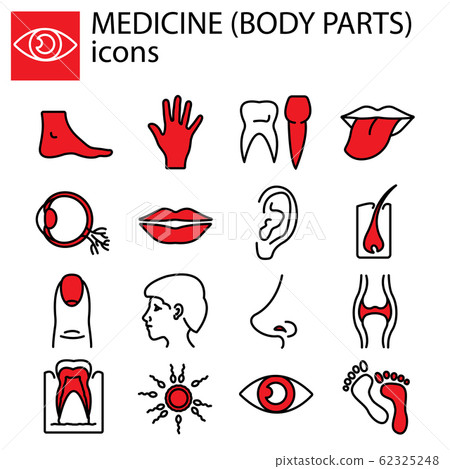Web line set. Medicine (body parts) - Stock Illustration [62325248] - PIXTA