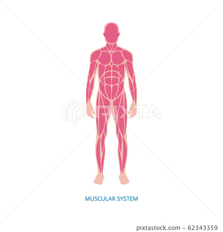 Human muscular system anatomy infographic... - Stock Illustration ...