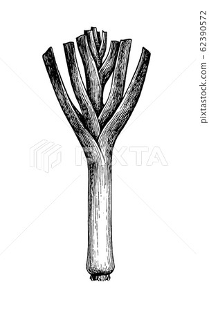 Ink sketch of leek. - Stock Illustration [62390572] - PIXTA